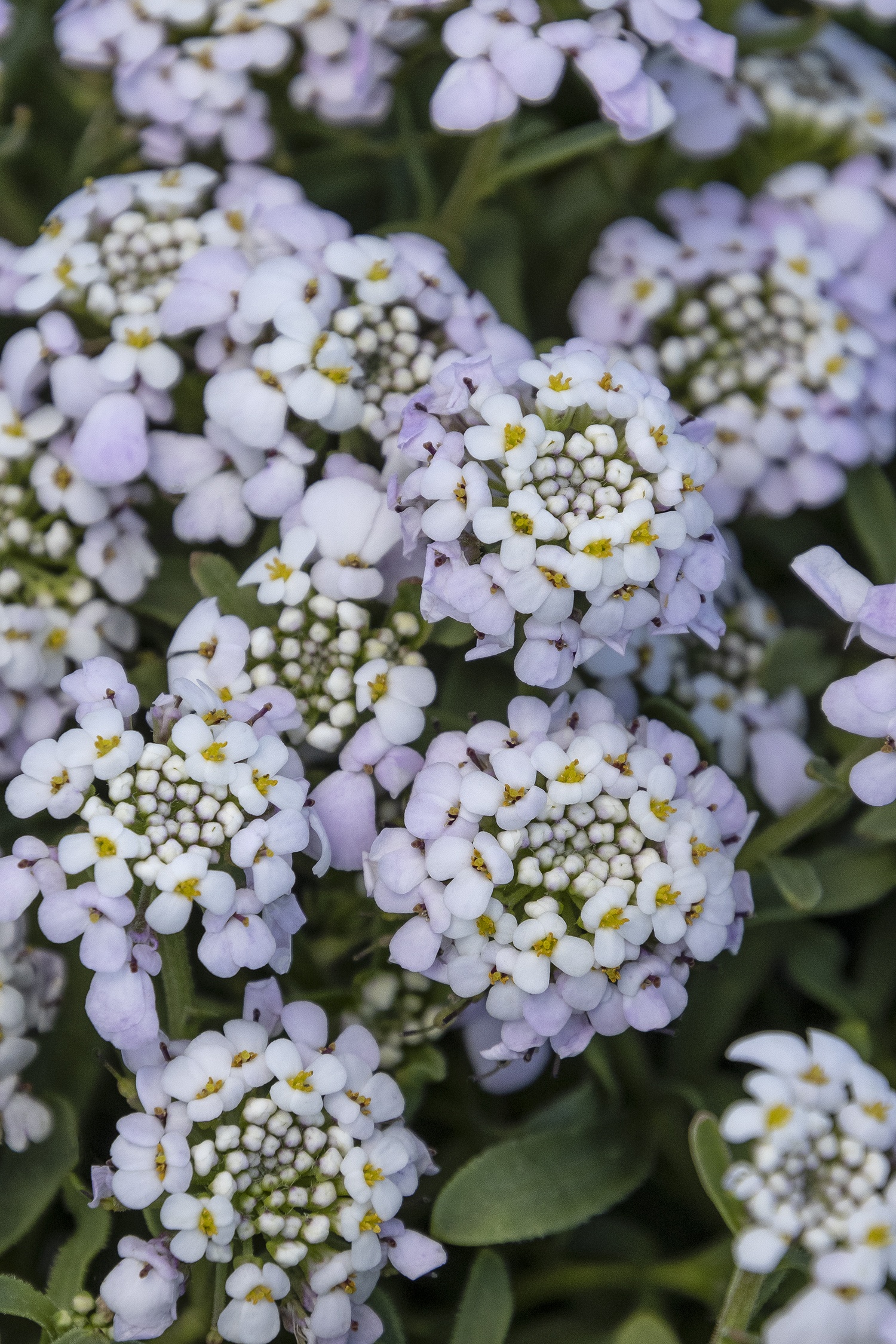 First Flush™ Lavender Candytuft, Iberis sempervirens, Monrovia Plant