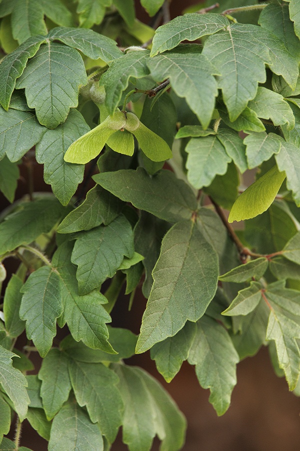 Paperbark Maple, Acer griseum, Monrovia Plant