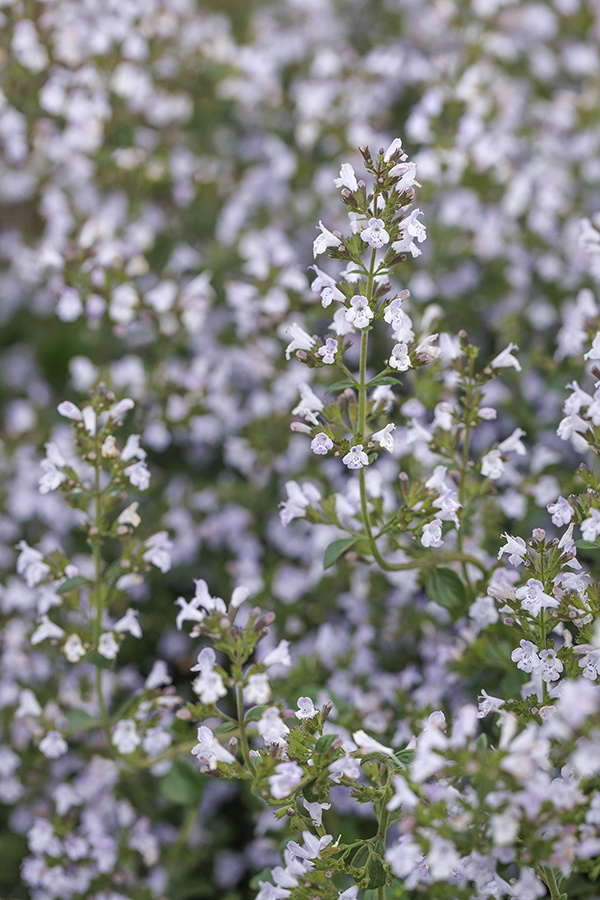 Calamint, Calamintha nepeta subsp. nepeta, Monrovia Plant