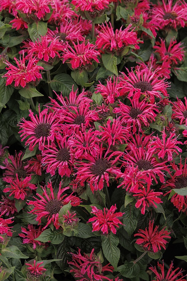 Pocahontas Red Rose Bee Balm, Monarda didyma 'Pocahontas Red Rose'