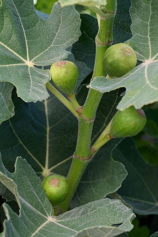 Fignomenal® Dwarf Fig, Ficus carica 'PT-DF-14' PP #32,537, Monrovia Plant