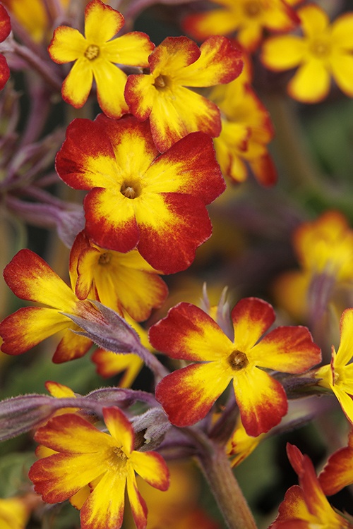 Yellow Picotee Oakleaf Primrose, Primula 'Oakleaf Yellow Picotee'