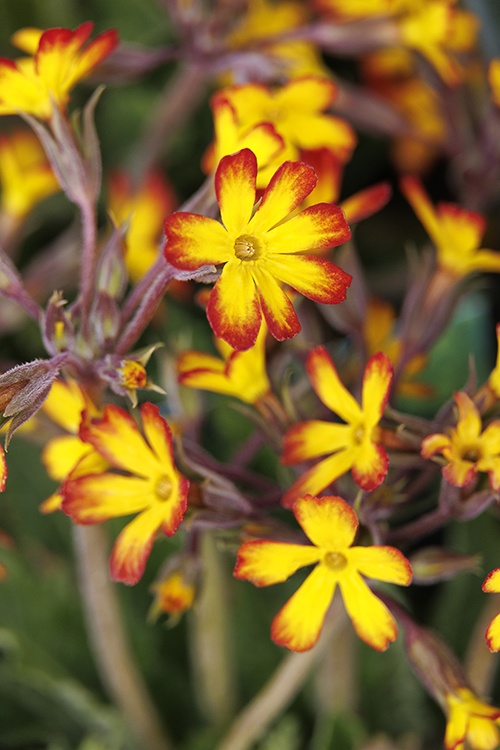 Yellow Picotee Oakleaf Primrose, Primula 'Oakleaf Yellow Picotee'