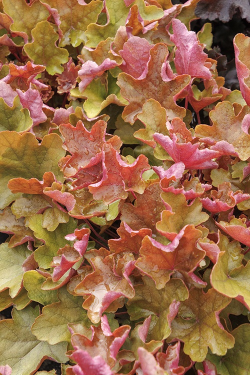 Sienna Sunrise® Heuchera, Heuchera 'DOHEUGABERU' PPAF, Monrovia Plant