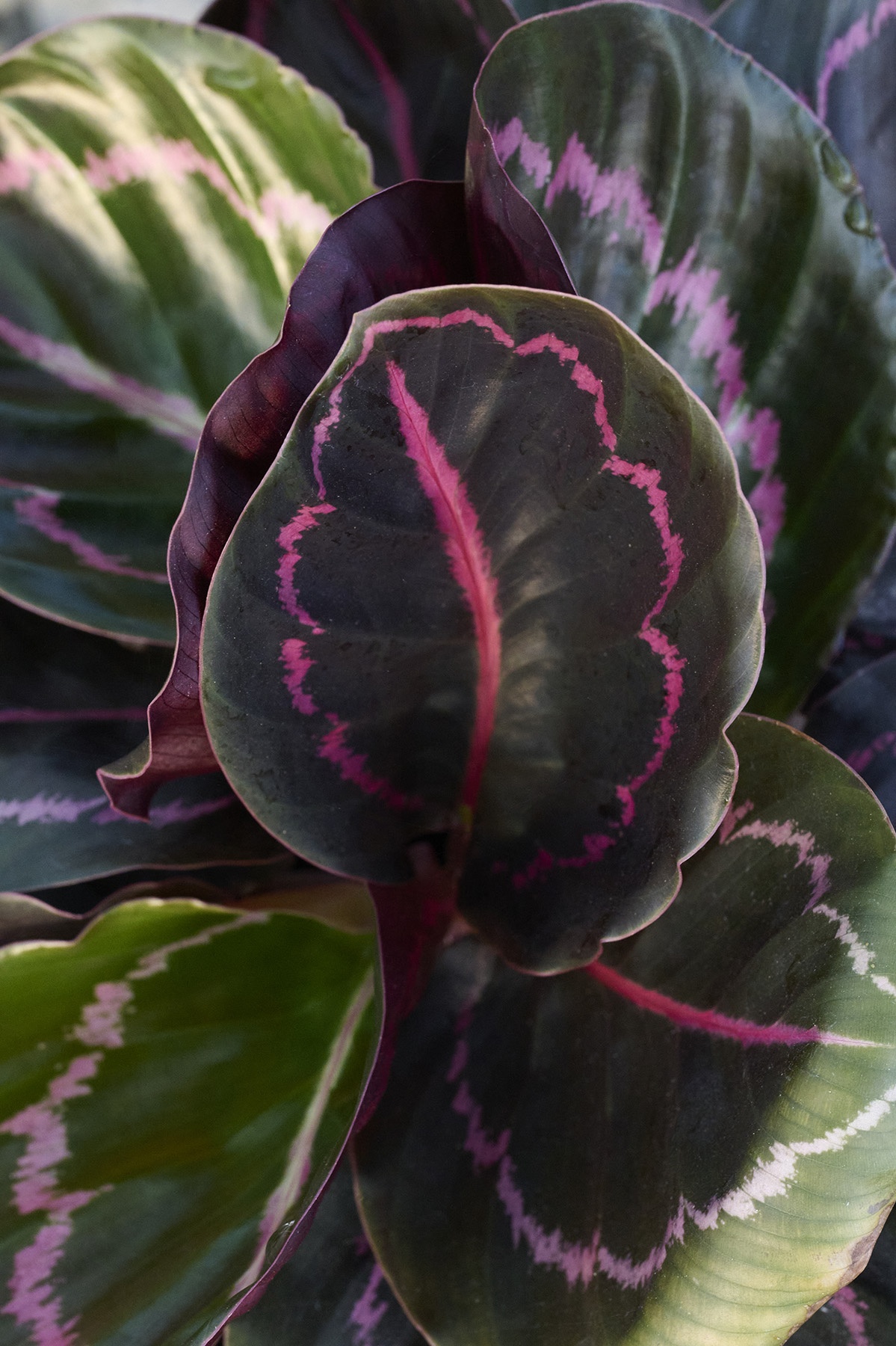 Dottie Rose Painted Prayer Plant, Calathea roseopicta 'Dottie'