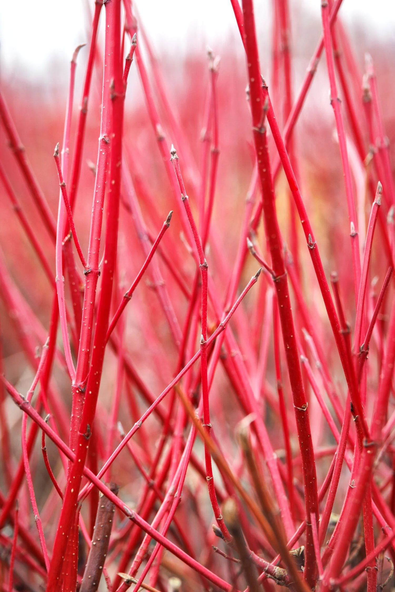 Prairie Fire Dogwood, Cornus alba 'Prairie Fire', Monrovia Plant