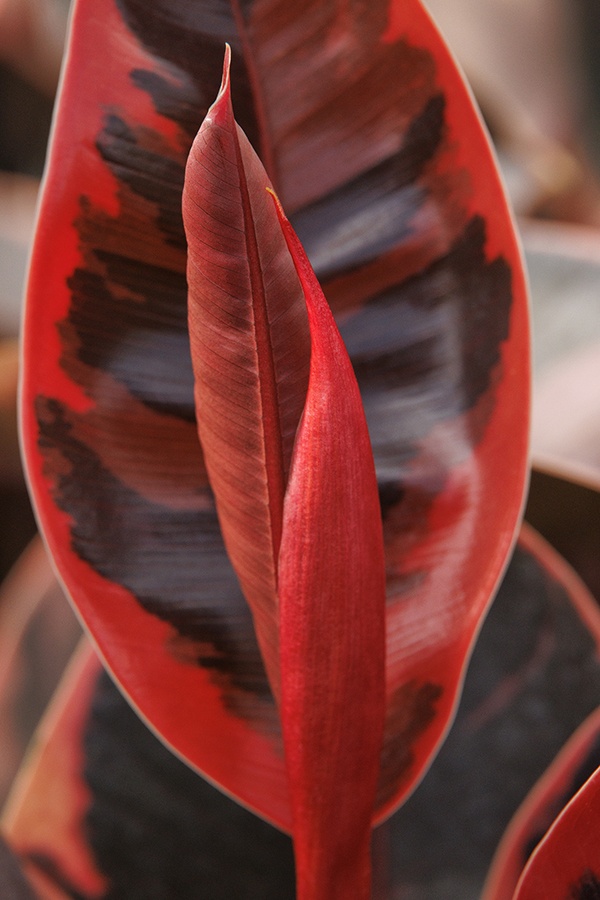 Ruby Rubber Plant, Ficus elastica 'Ruby', Monrovia Plant