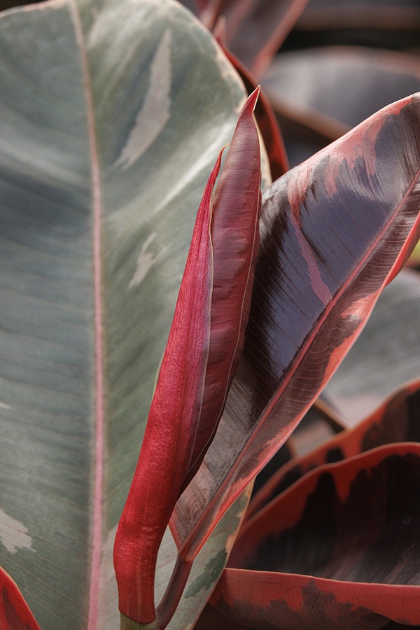 Ruby Rubber Plant, Ficus elastica 'Ruby', Monrovia Plant