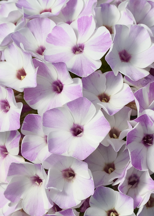 Flame® Lilac Star Garden Phlox, Phlox 'Lilac Star', Monrovia Plant
