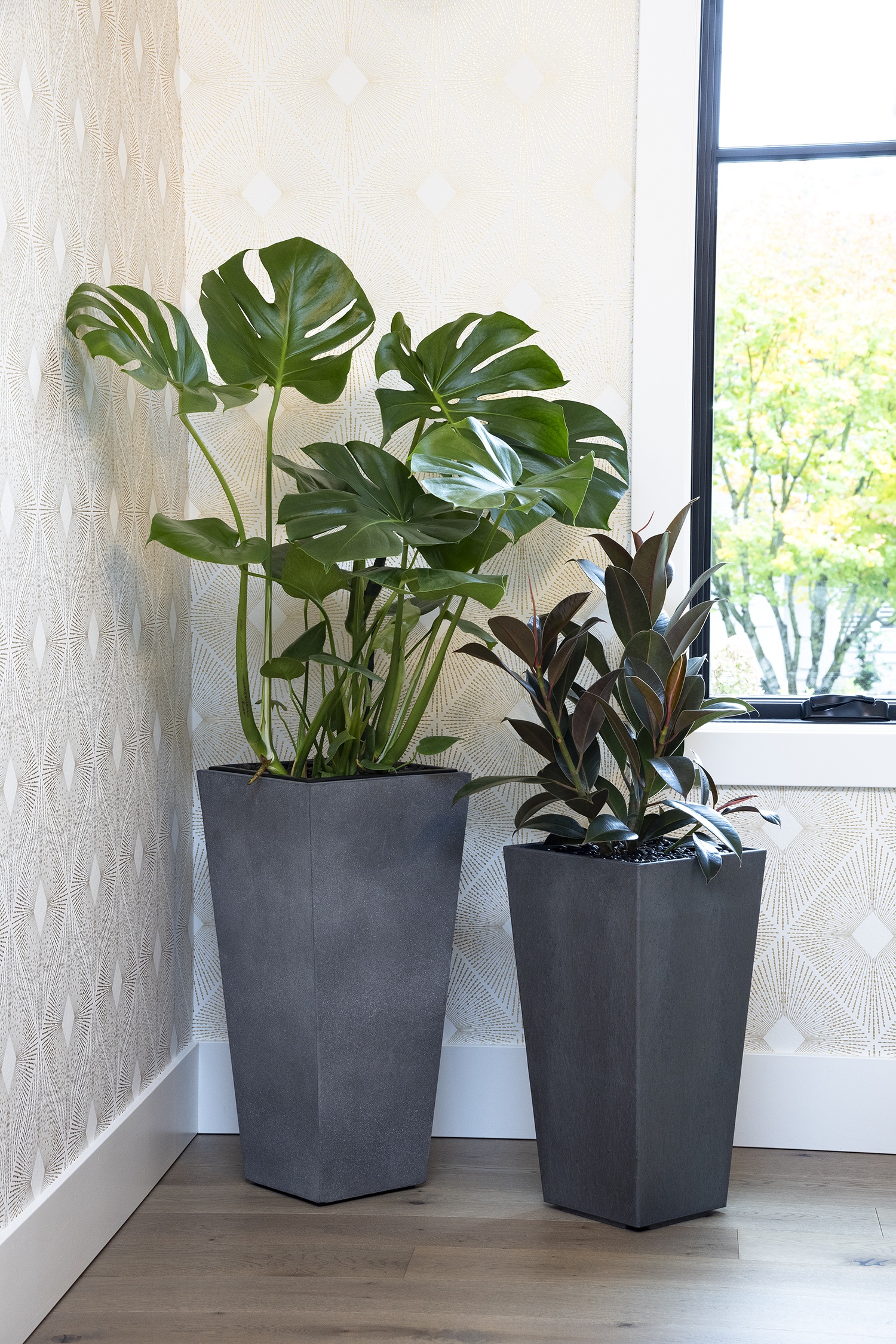 Dwarf Swiss Cheese Plant, Monstera deliciosa 'Tauerii', Monrovia Plant