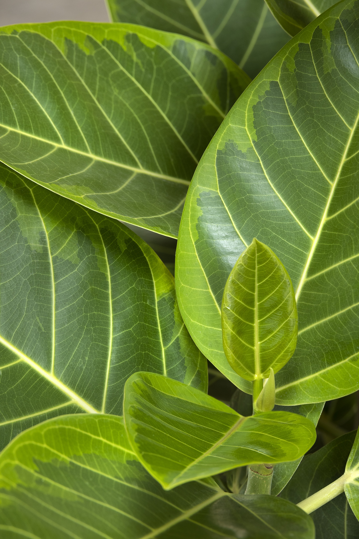 Asian Council Tree, Ficus altissima 'variegata', Monrovia Plant