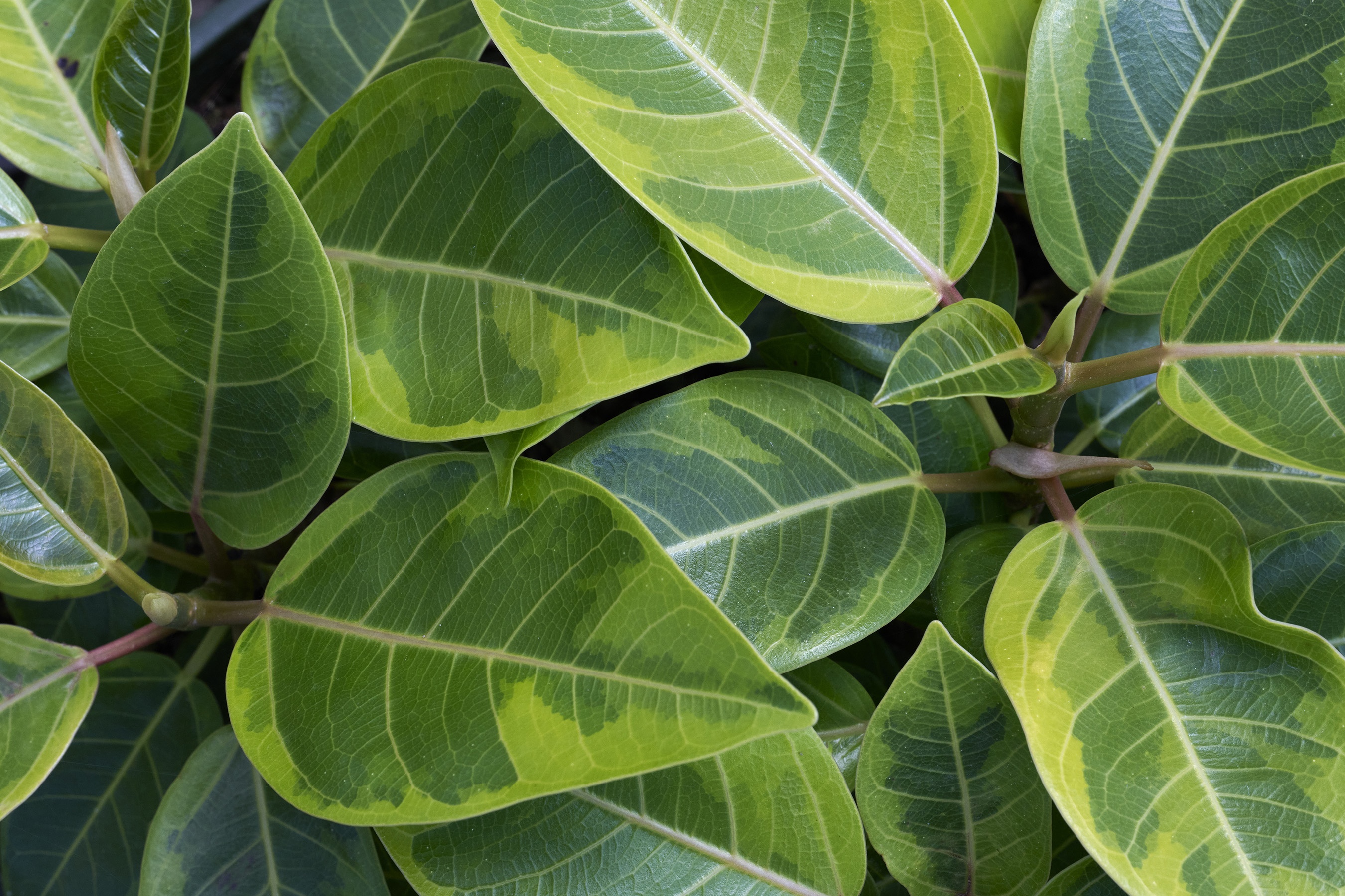 Asian Council Tree, Ficus altissima 'variegata', Monrovia Plant
