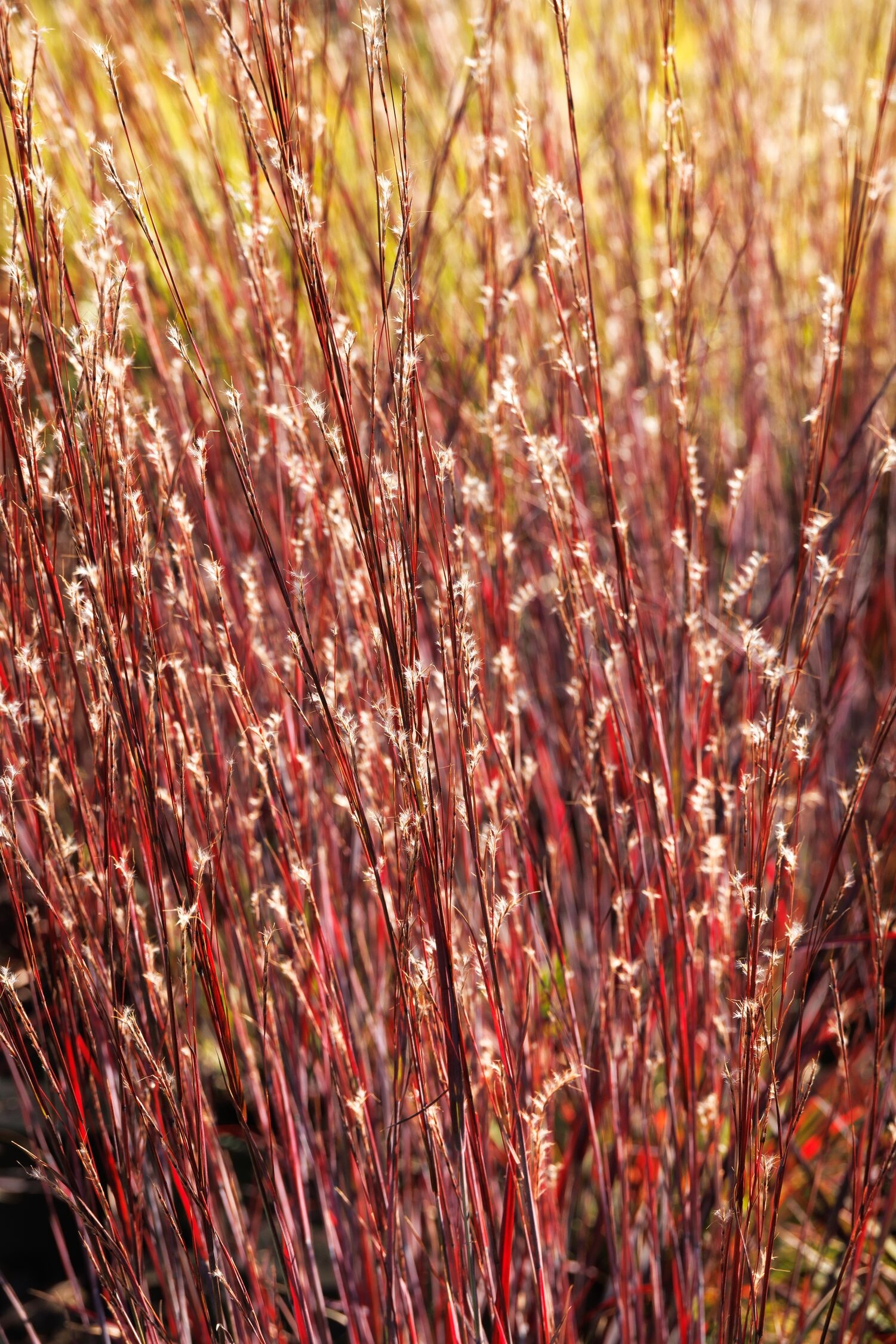 Smoke Signal Little Bluestem, Monrovia Plant