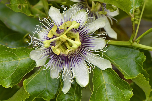 Possum Purple Passion Flower, Passiflora edulis 'Possum Purple'