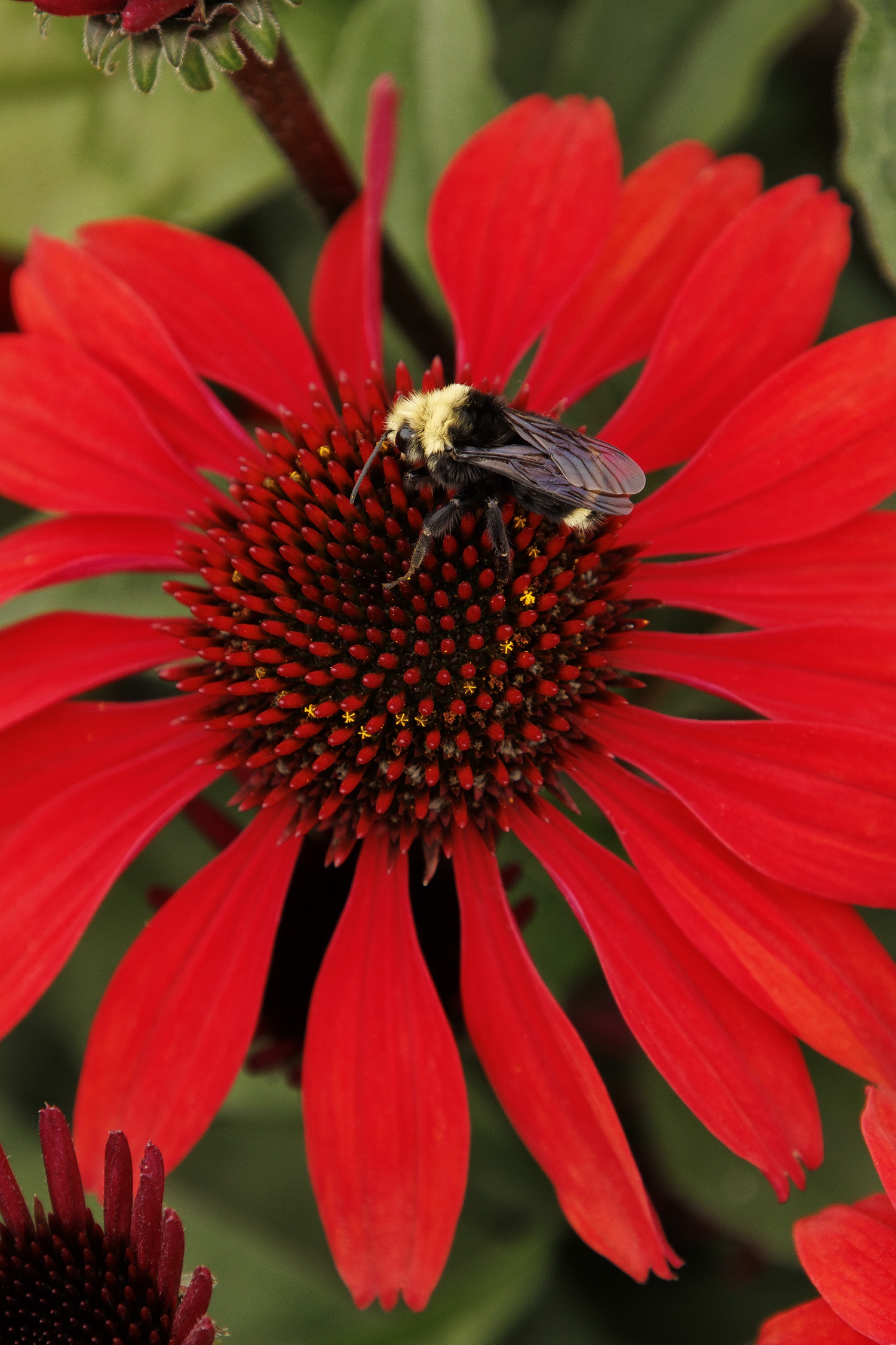 Panama™ Red Coneflower, Echinacea , Monrovia Plant