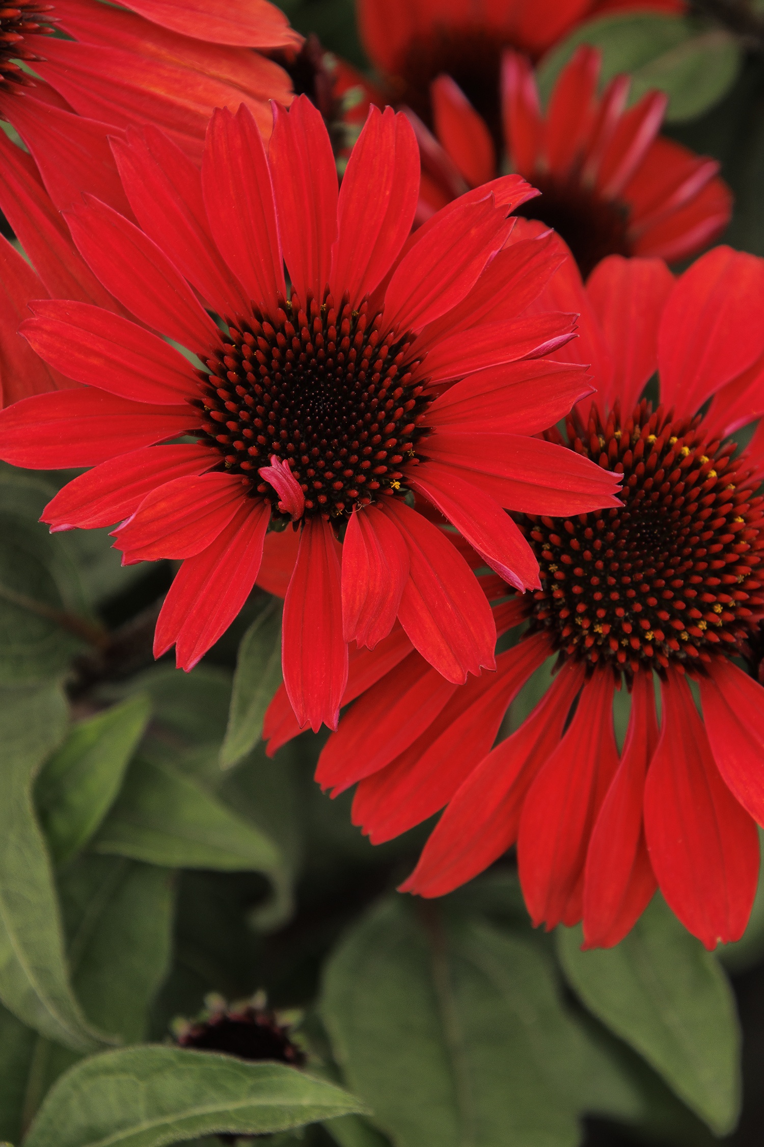 Panama™ Red Coneflower, Echinacea , Monrovia Plant