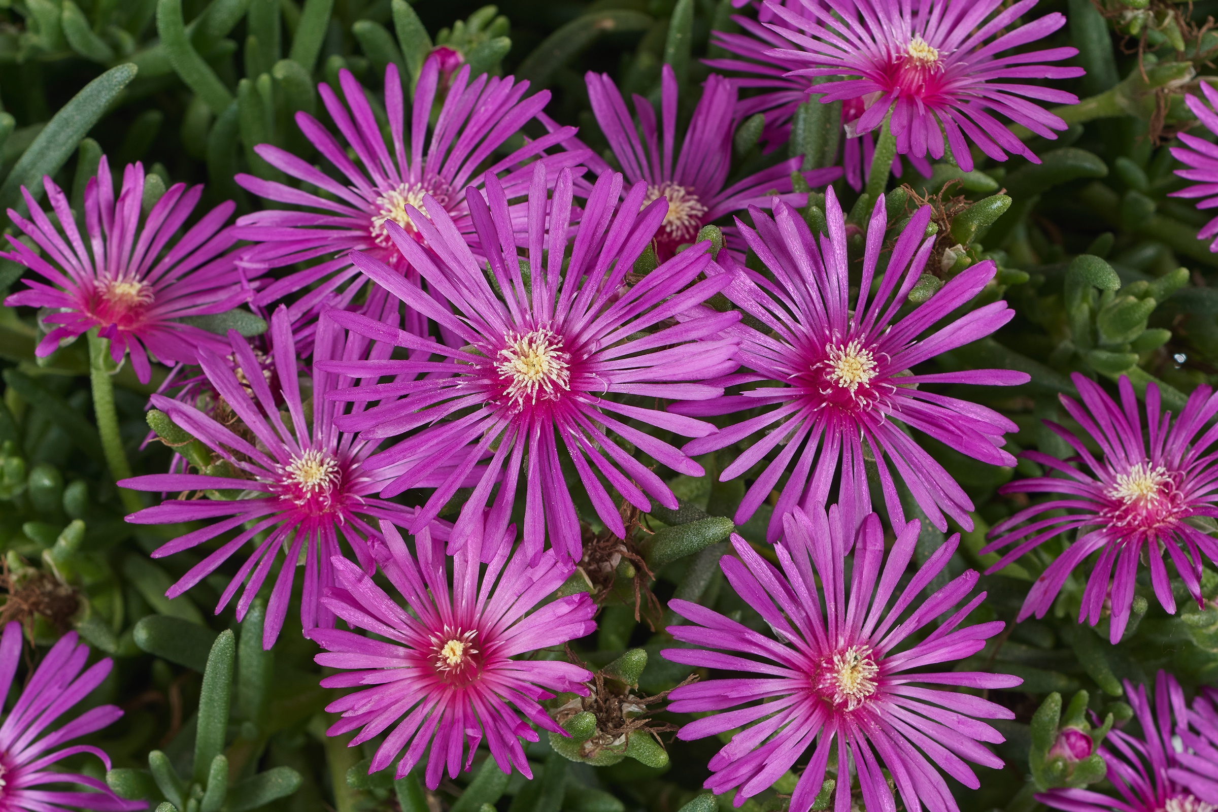 Early Bird™ Purple Ice Plant, Delosperma cooperi, Monrovia Plant