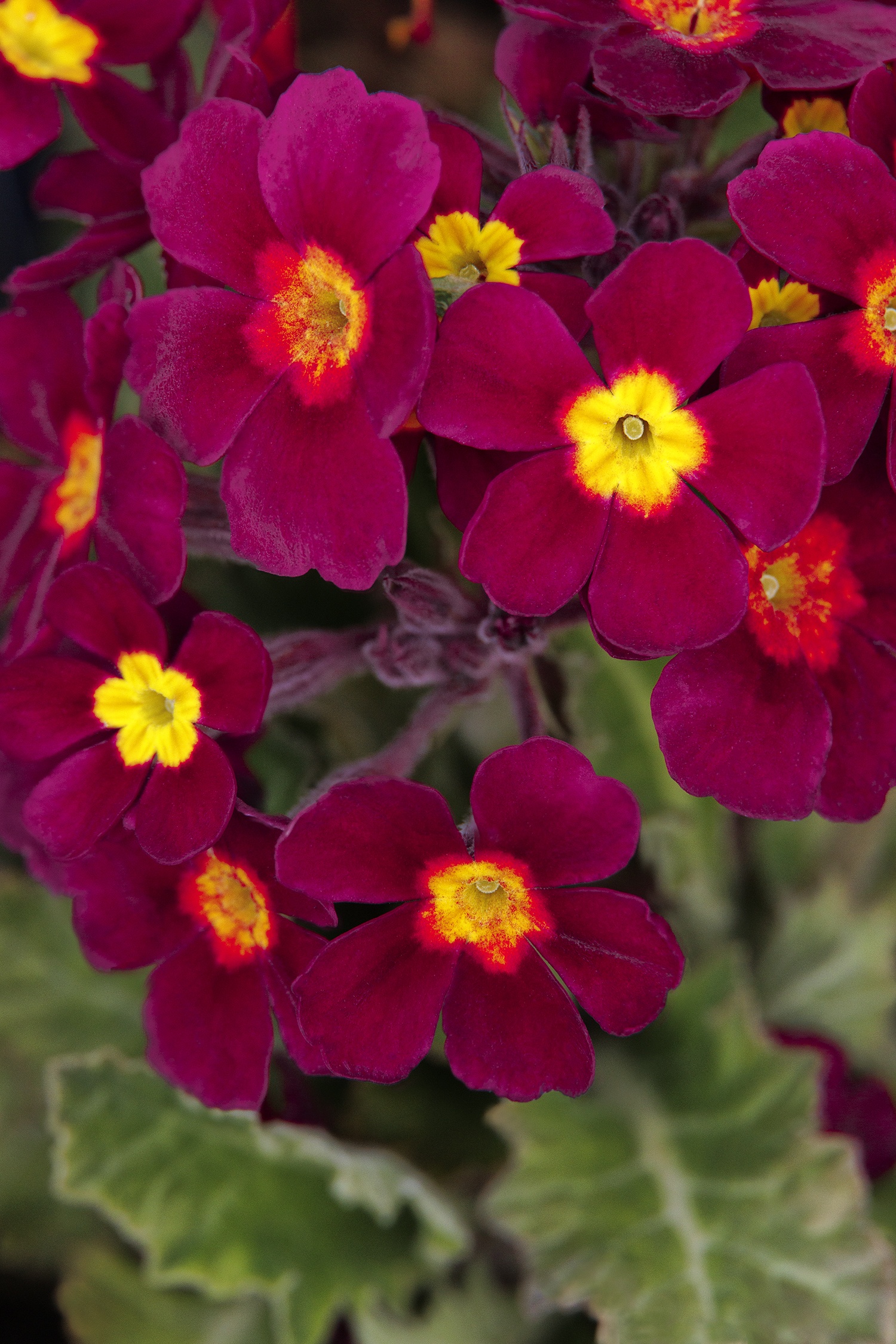 Magenta Oakleaf Primrose, Primula 'Oakleaf Magenta', Monrovia Plant