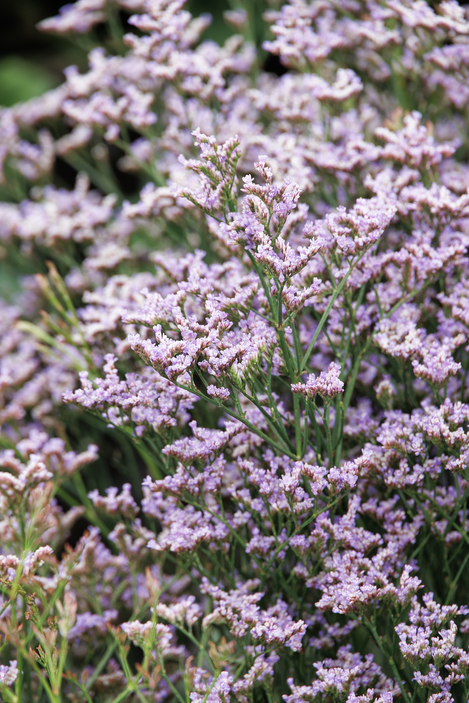 Dazzle Rocks Sea Lavender, Limonium gmelinii 'ST3 10' PP #33,240