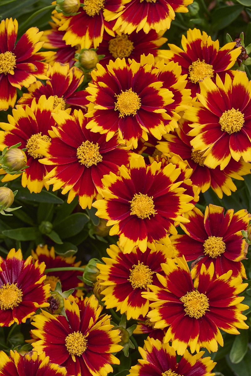 UpTick™ Red Coreopsis, Coreopsis 'Baluptred' PP #33,866, Monrovia Plant