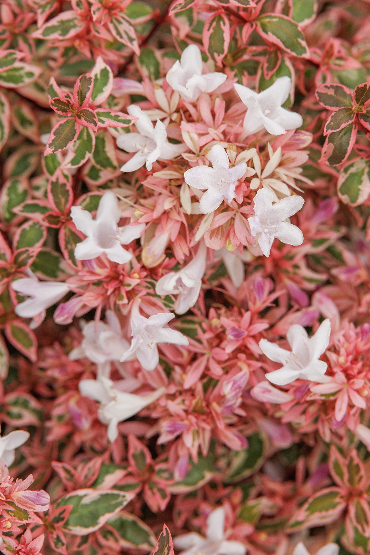 Angel's Blush® Abelia, Abelia x grandiflora 'ABL-PII' PPAF, Monrovia Plant