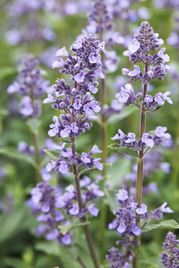 Whispurr™ Blue Catmint, Nepeta x faassenii 'Balpurrlu' PP #33,042