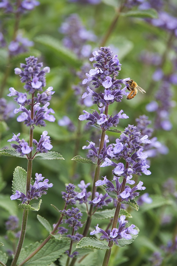 Whispurr™ Blue Catmint, Nepeta x faassenii 'Balpurrlu' PP #33,042