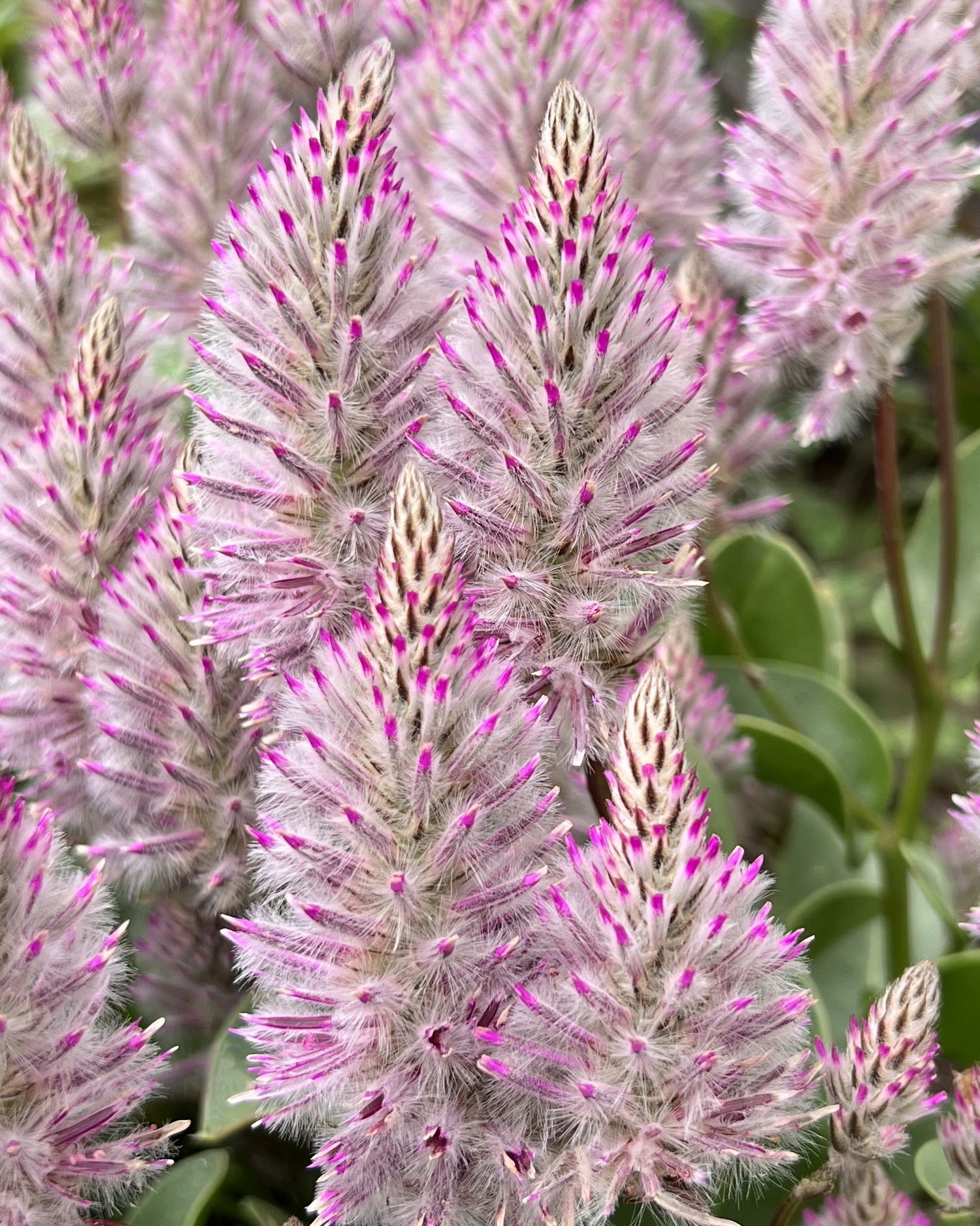 Joey Improved Ptilotus, Ptilotus exaltatus 'Joey Improved', Monrovia Plant