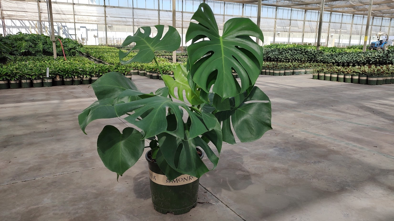 Swiss Cheese Plant, Monstera deliciosa, Monrovia Plant