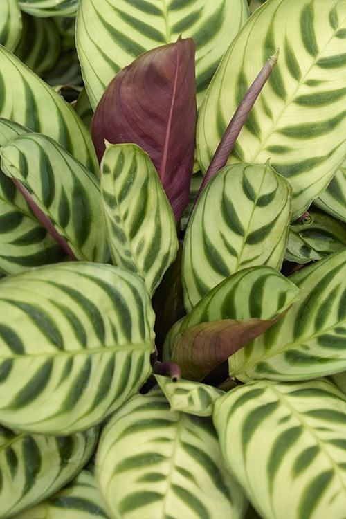 Maranta, Maranta amabilis, Monrovia Plant
