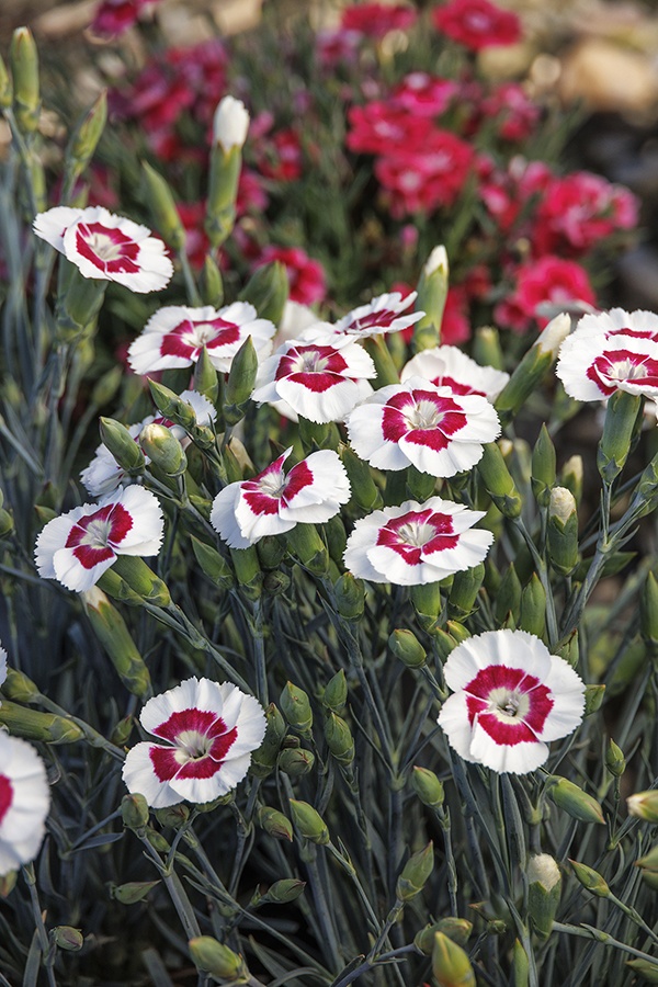 American Pie® Berry à la Mode Dianthus, Dianthus 'Wp22 Pie39' PPAF