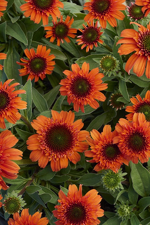 Moab Sunset Coneflower, Echinacea hybrid 'Moab Sunset' PPAF, Monrovia Plant