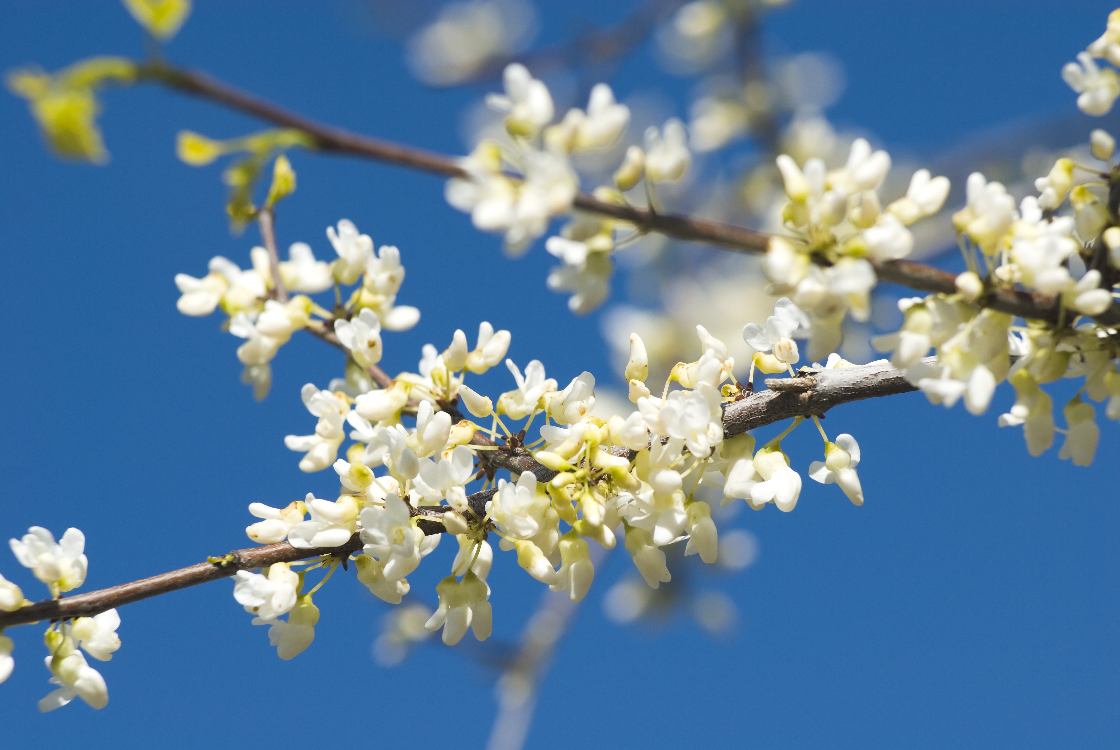 Royal White Redbud, Cercis canadensis 'Royal White', Monrovia Plant