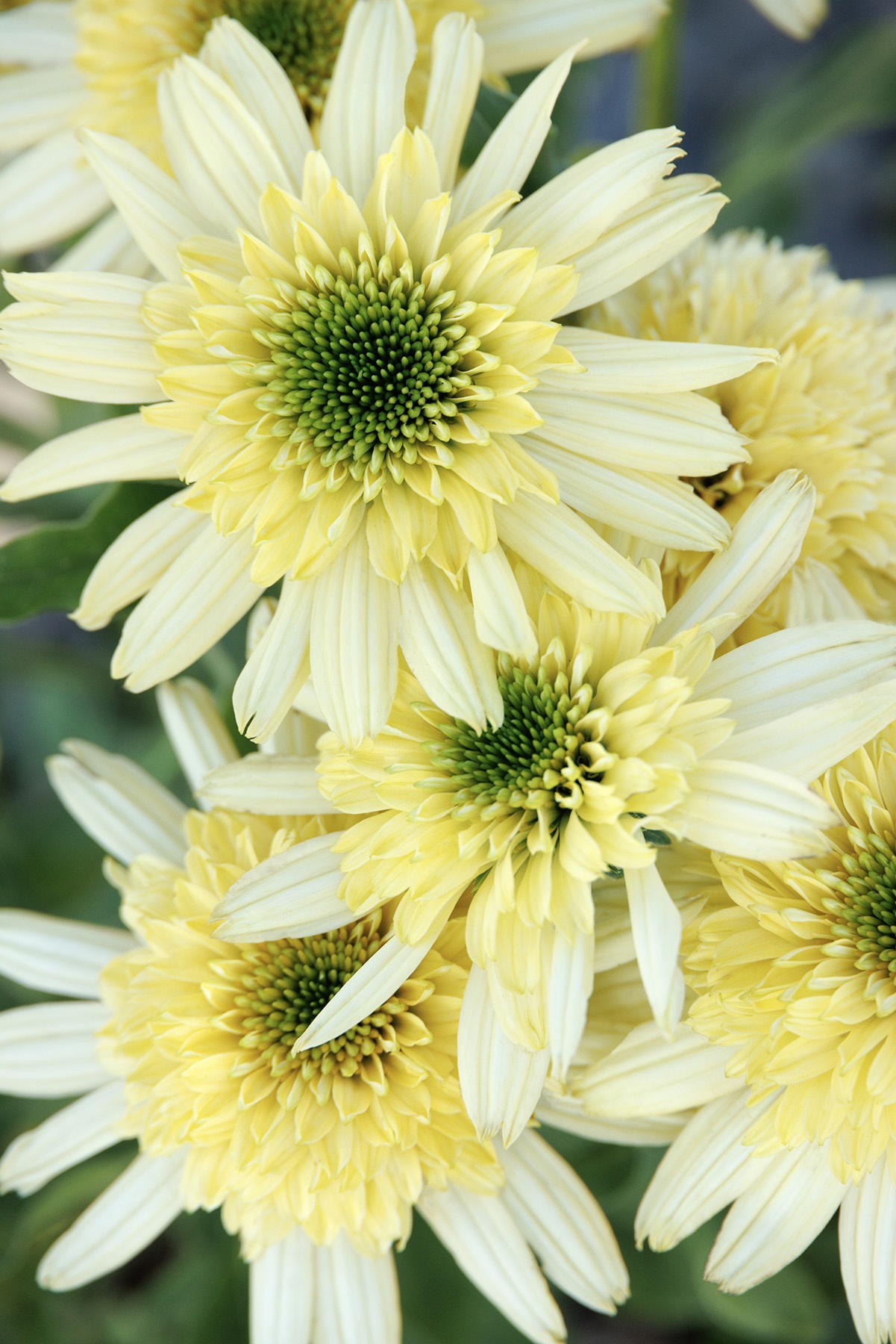 Sundial Zenith Coneflower, Echinacea 'Sundial Zenith', Monrovia Plant