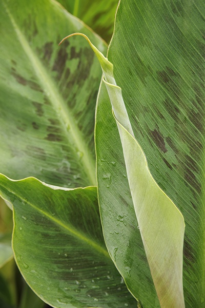 Grand Nain Banana, Musa acuminata 'Grande Nain', Monrovia Plant