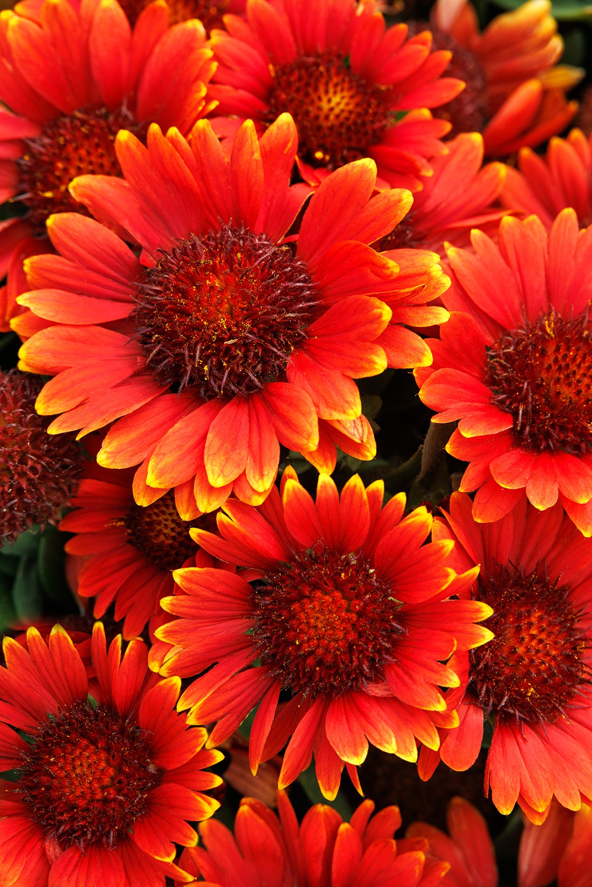 Gusto™ Paprika Blanket Flower, Gaillardia x 'Paprika', Monrovia Plant