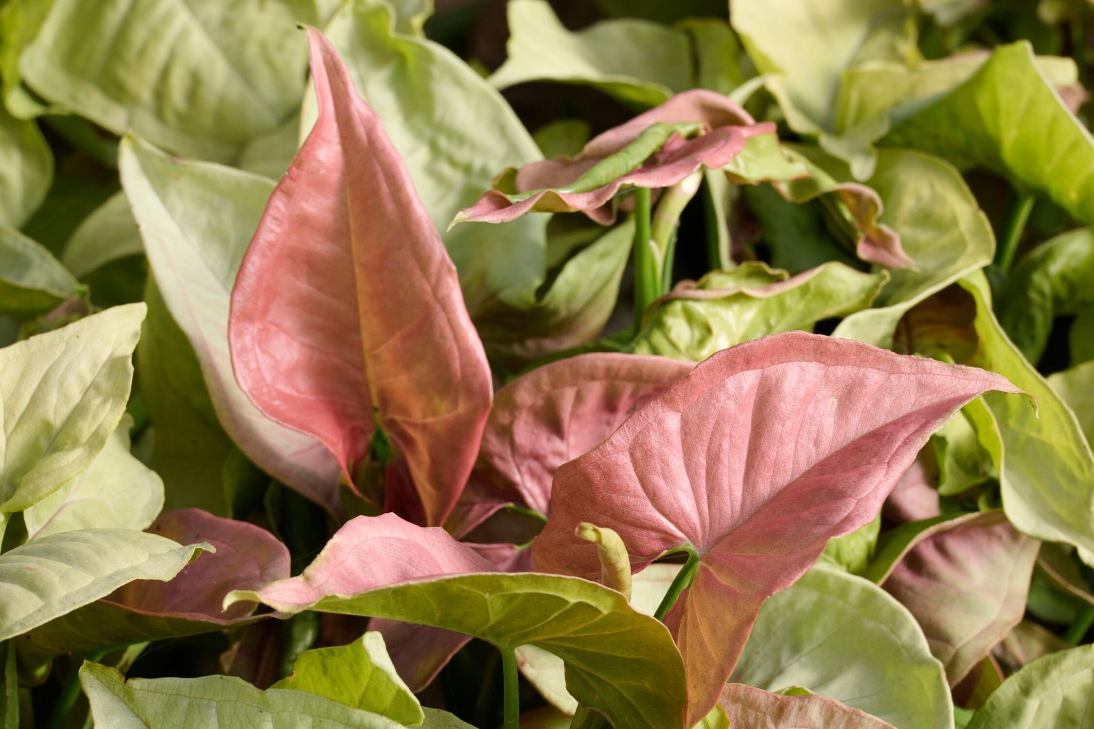 Neon Pink Arrowhead Plant, Syngonium podophyllum 'Neon', Monrovia Plant