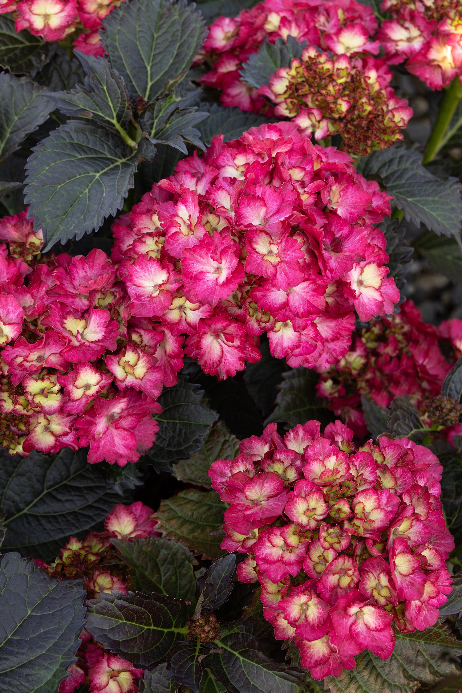 Seaside Serenade® Hanalei Bay Hydrangea, Monrovia Plant