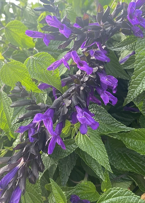 BODACIOUS™ Hummingbird Falls Salvia, Monrovia Plant