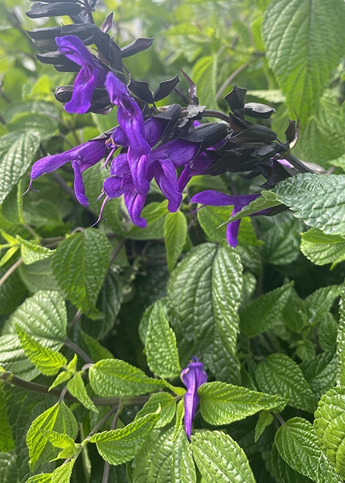 BODACIOUS™ Hummingbird Falls Salvia, Monrovia Plant