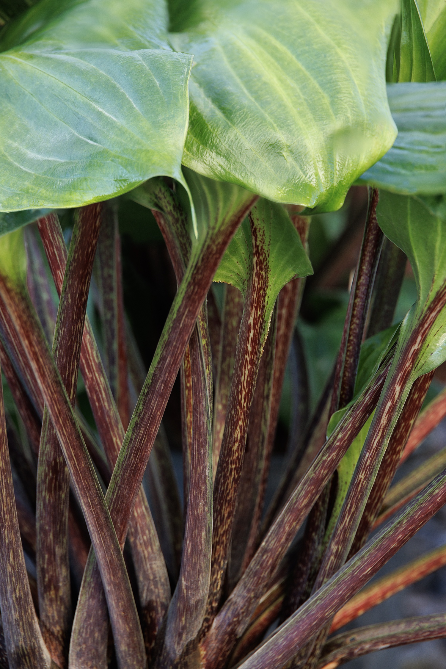 Gooseberry Sundae Hosta, Hosta 'VER00198', Monrovia Plant