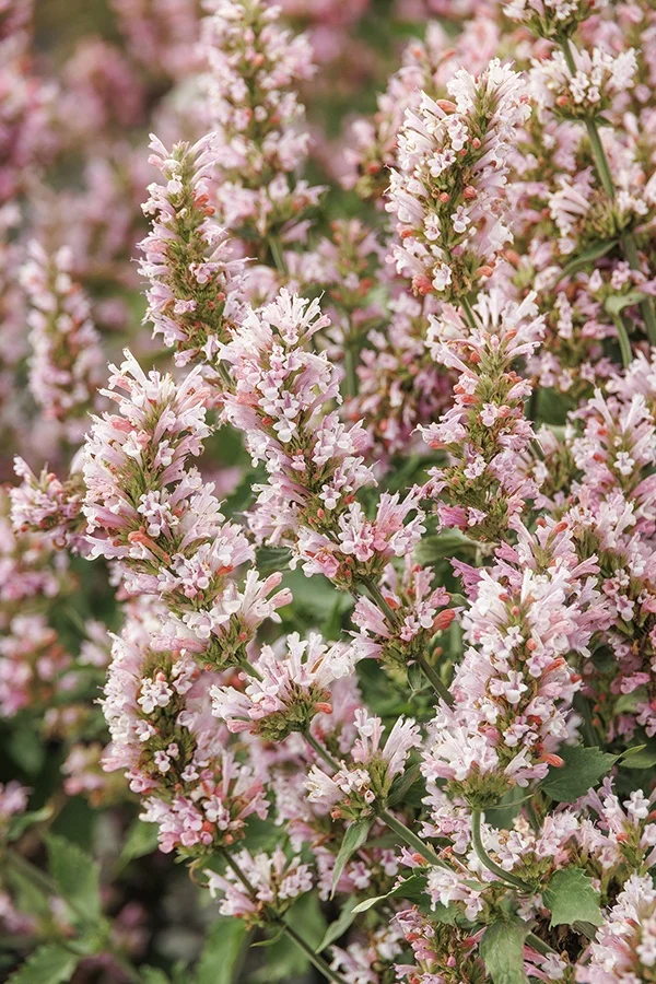 Pink Pearl Agastache, Agastache 'Pink Pearl' PPAF, Monrovia Plant