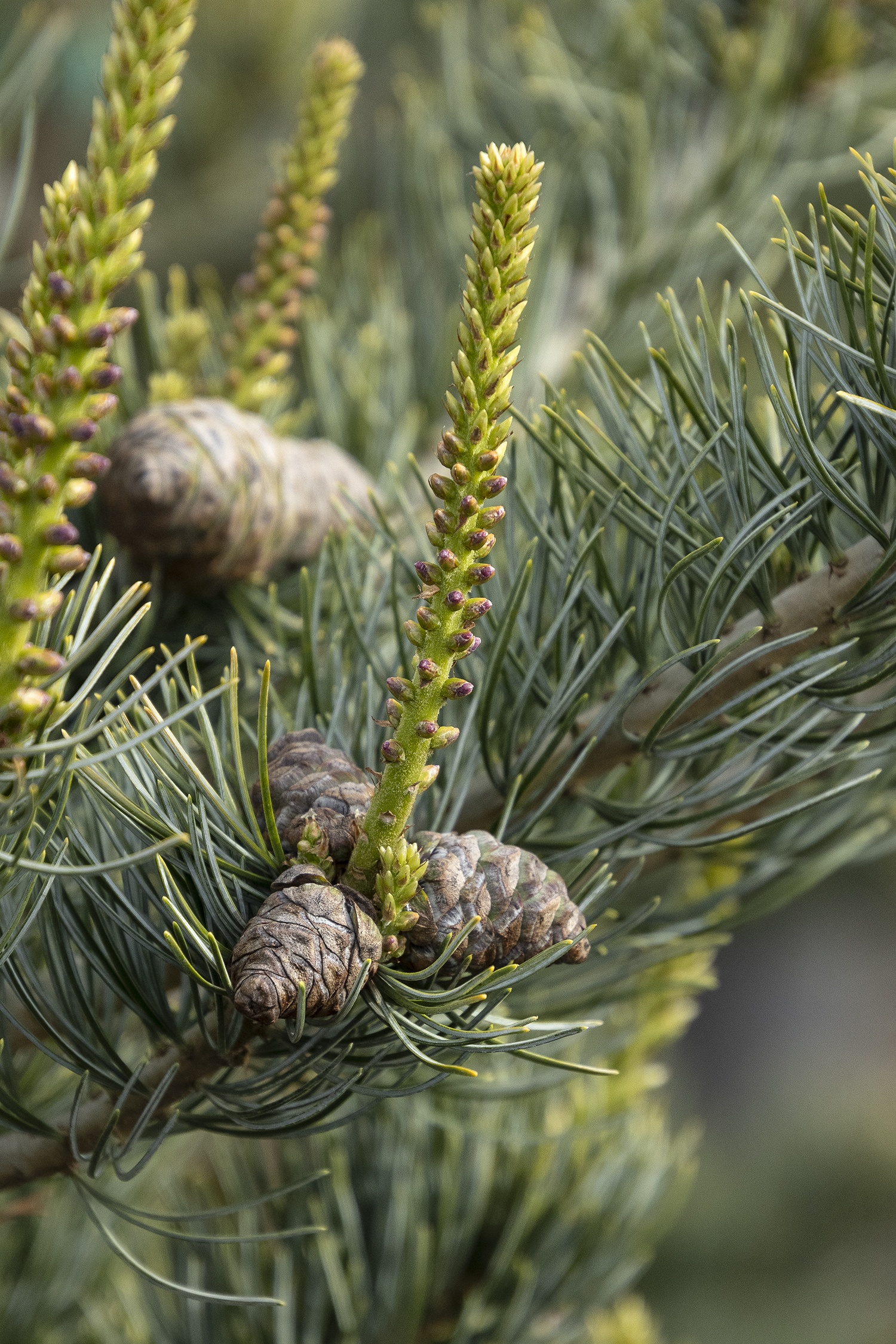 Dwarf Japanese White Pine, Pinus parviflora 'Glauca Nana', Monrovia Plant