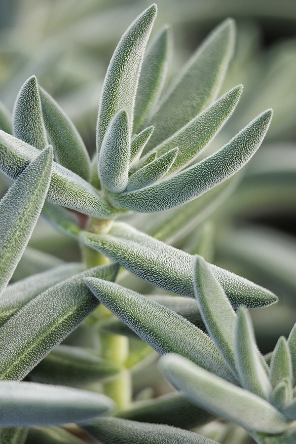 Tenelli Bling Crassula, Crassula mesembryanthemoides 'Tenelli Bling'