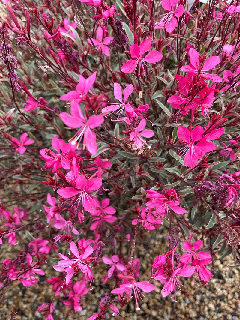 Gambit Variegata Rose Guara, Gaura lindheimeri 'Gambit Variegata Rose'