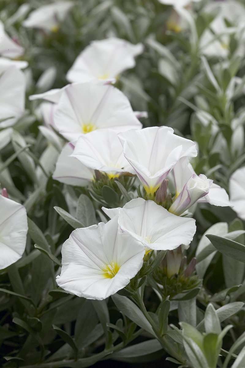 Bush Morning Glory, Convolvulus cneorum, Monrovia Plant