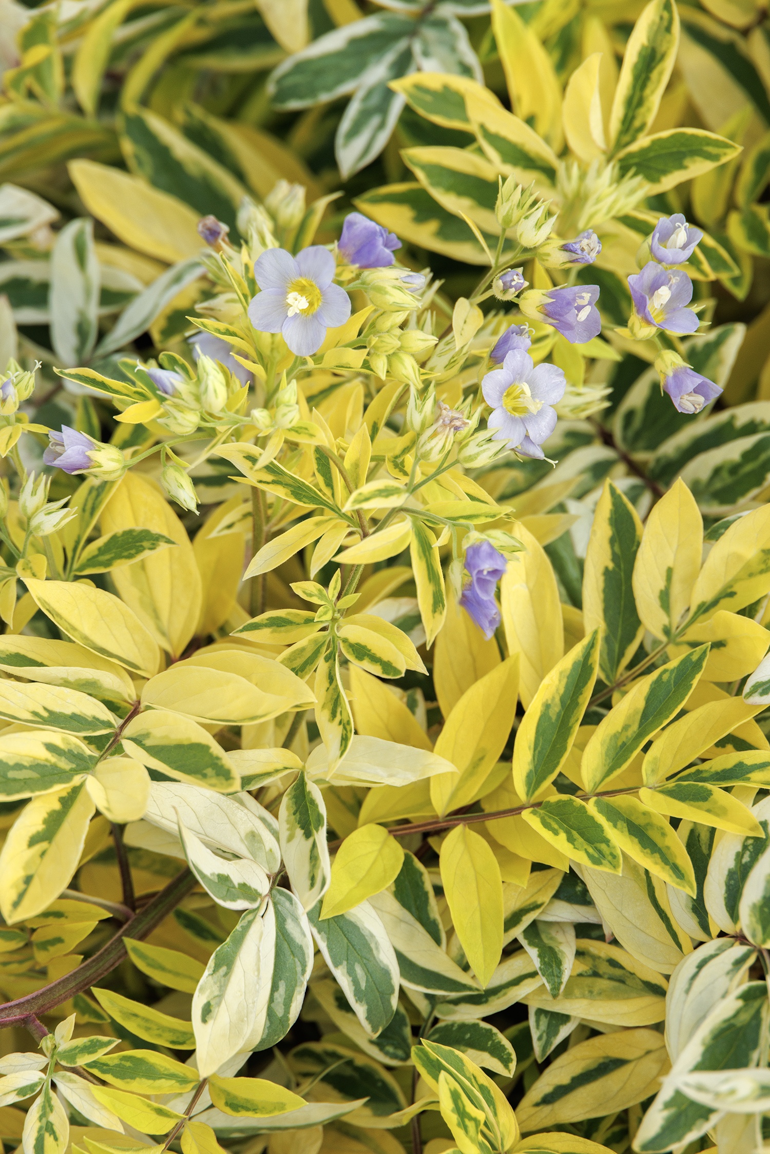Golden Feathers Jacob's Ladder, Monrovia Plant
