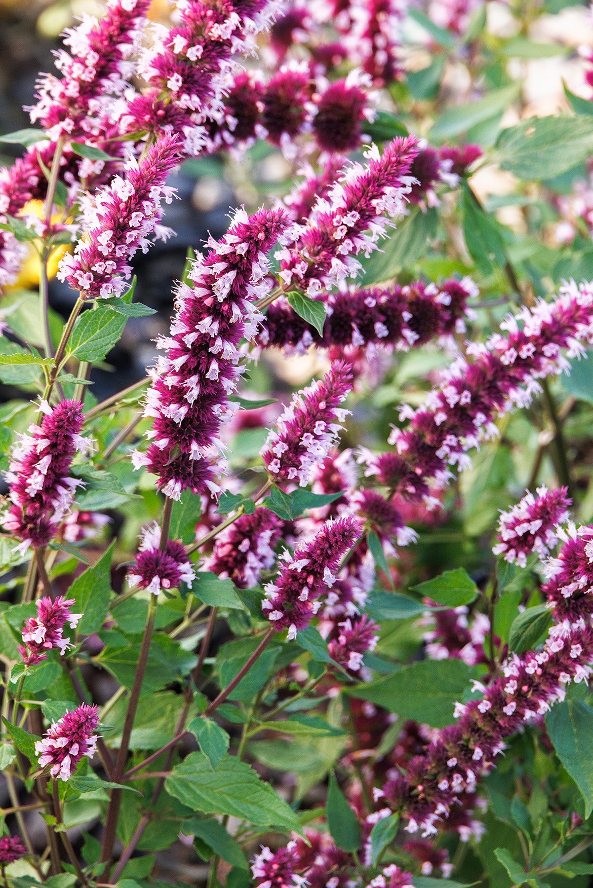 Beelicious® Pink Agastache, Agastache 'Agapk' PPAF, Monrovia Plant