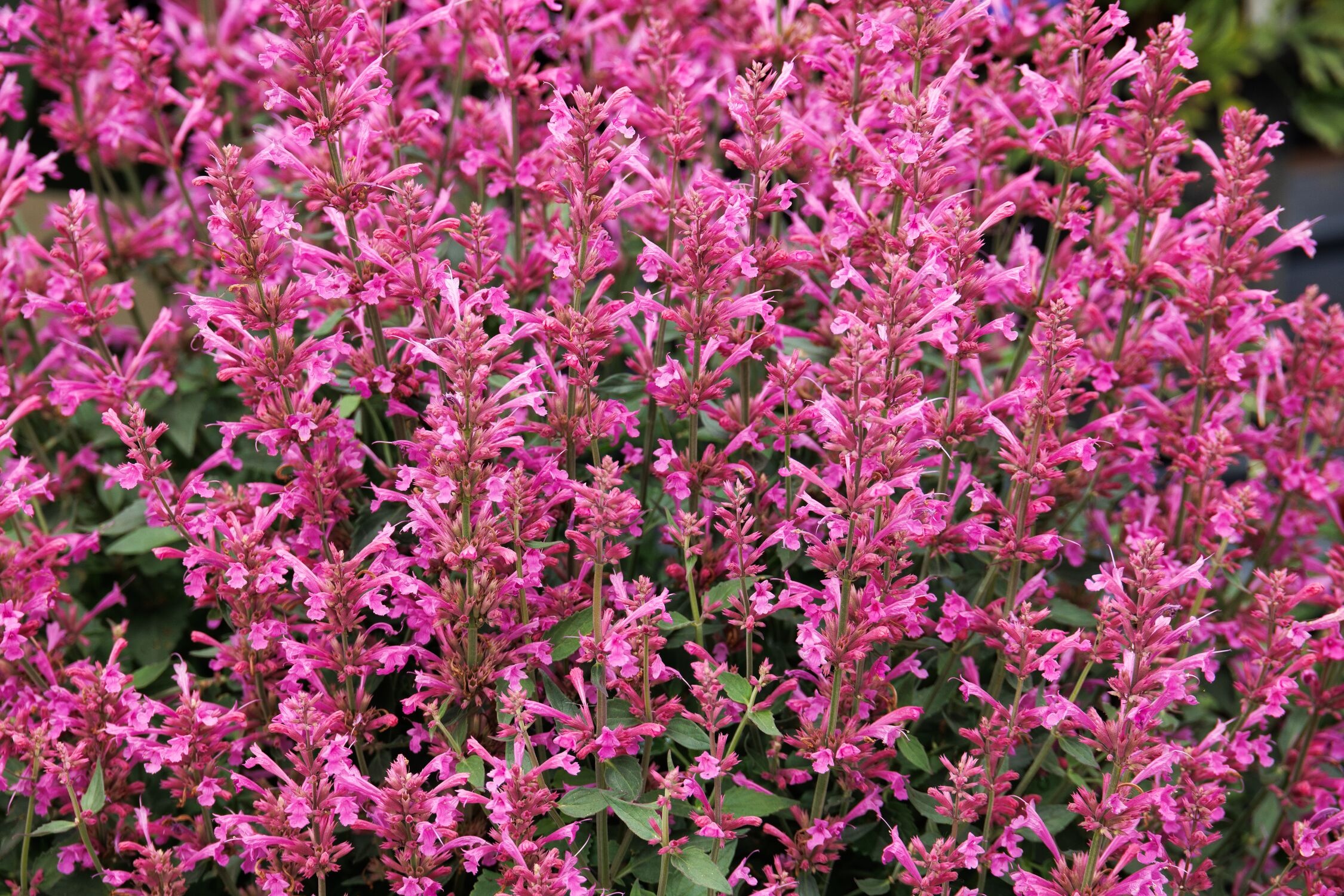 Summerlong™ Lilac Agastache, Agastache mexicana 'Balsumlilac' PPAF