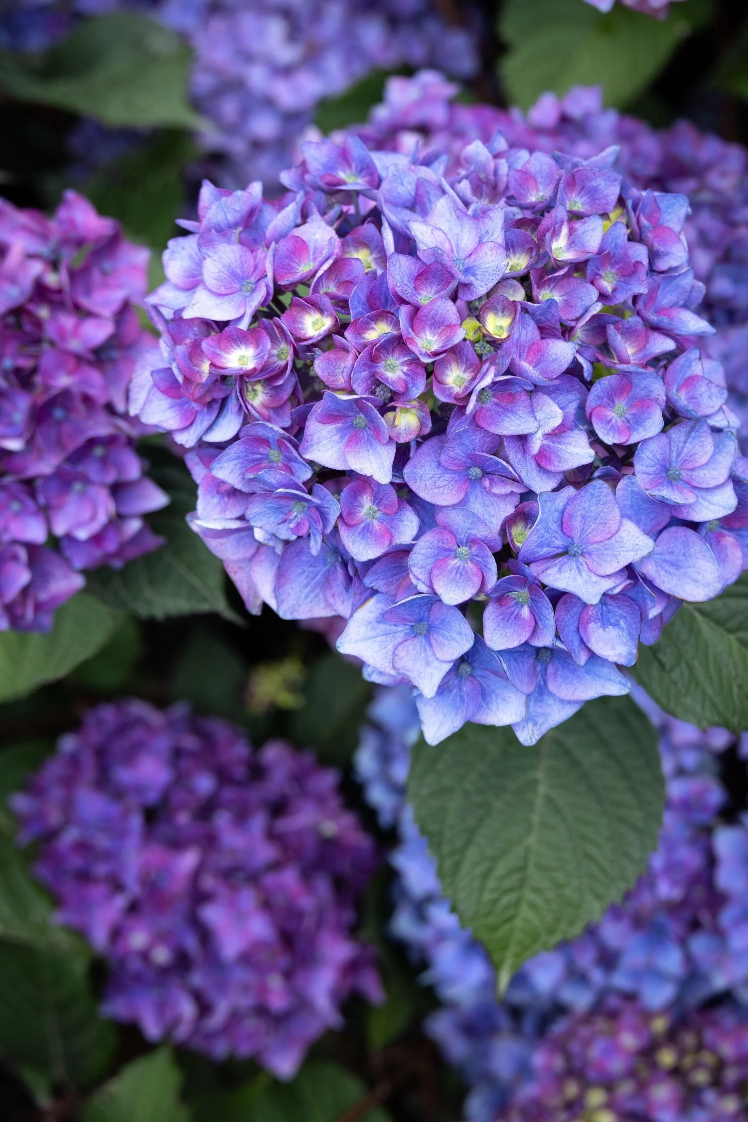 Seaside Serenade® Pebble Beach Hydrangea, Monrovia Plant